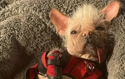 Conheça dogpool, o cachorro que apareceu em imagens vazadas de Deadpool 3
